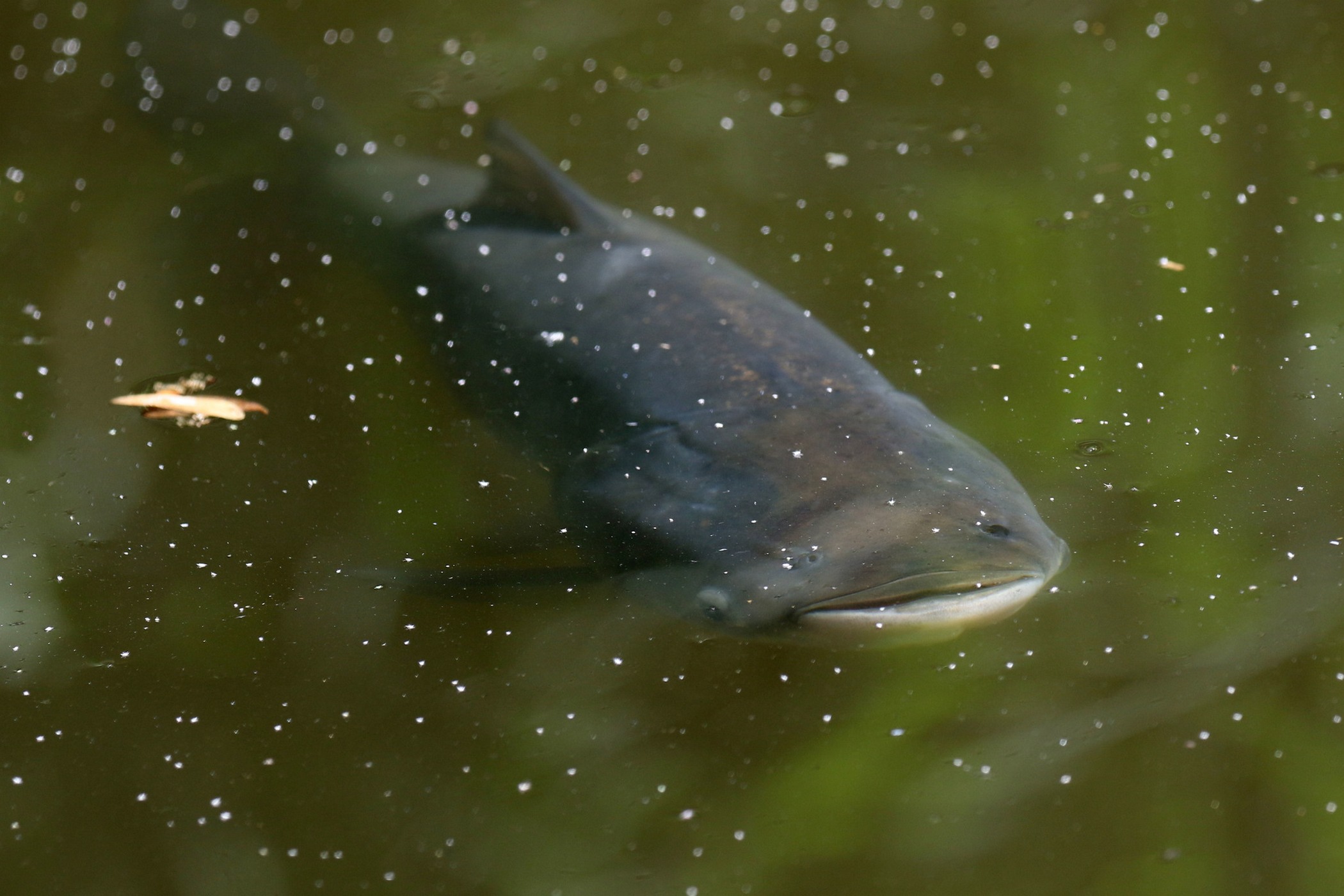 Hypophthalmichthys nobilis (Richardson, 1845)